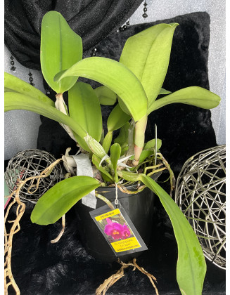 Cattleya Orchids for Sale | Discover Exquisite Blooms at Caribbean Orchids