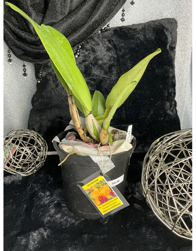 Cattleya Orchids for Sale | Discover Exquisite Blooms at Caribbean Orchids