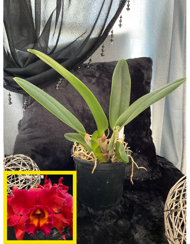 Cattleya Orchids for Sale | Discover Exquisite Blooms at Caribbean Orchids