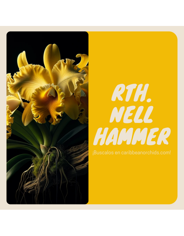 Cattleya Orchids for Sale | Discover Exquisite Blooms at Caribbean Orchids