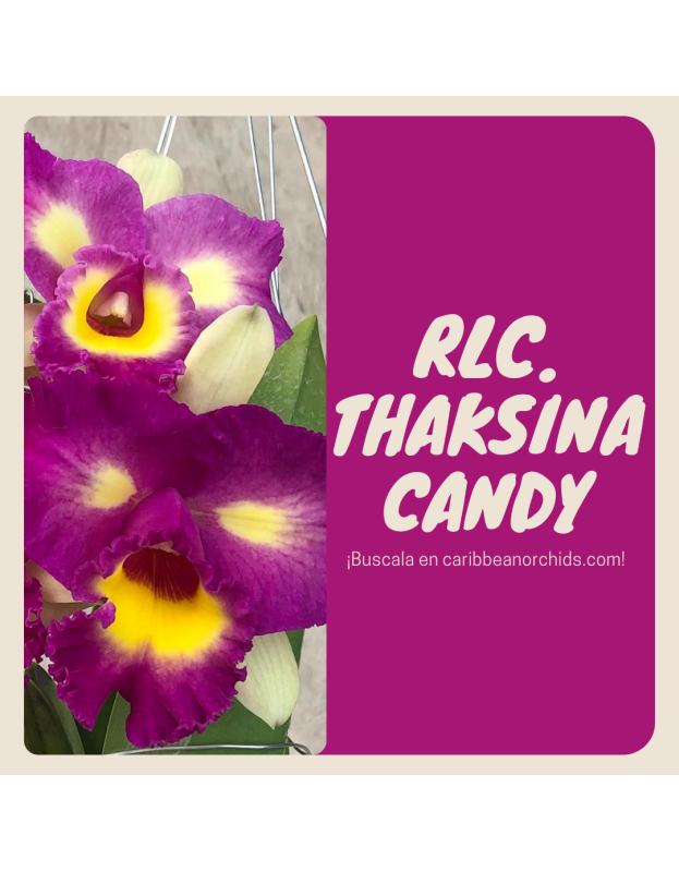 Cattleya Orchids for Sale | Discover Exquisite Blooms at Caribbean Orchids