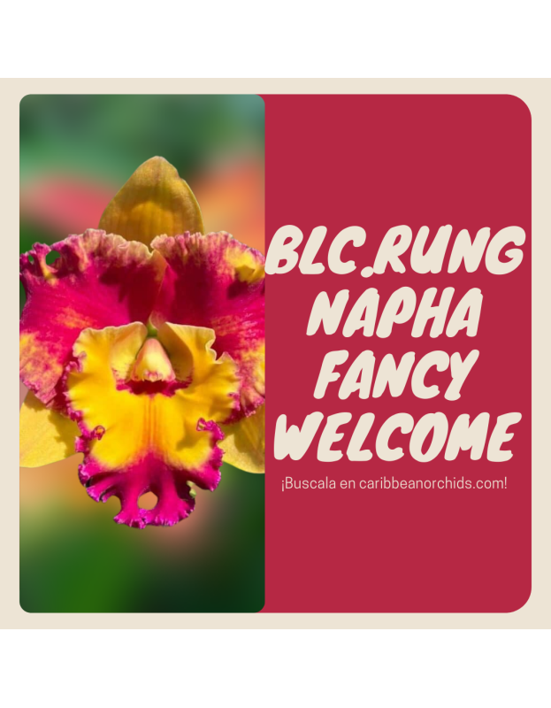 Cattleya Orchids for Sale | Discover Exquisite Blooms at Caribbean Orchids