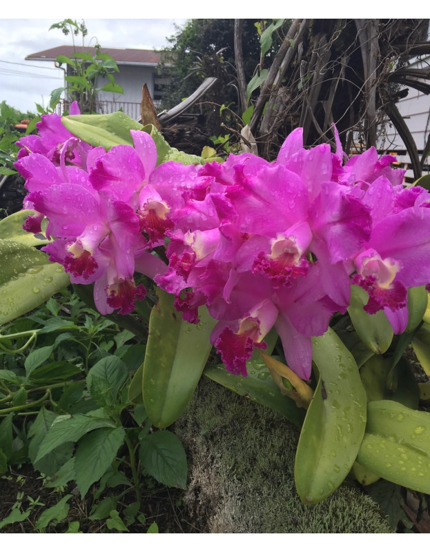 Cattleya Orchids for Sale | Discover Exquisite Blooms at Caribbean Orchids