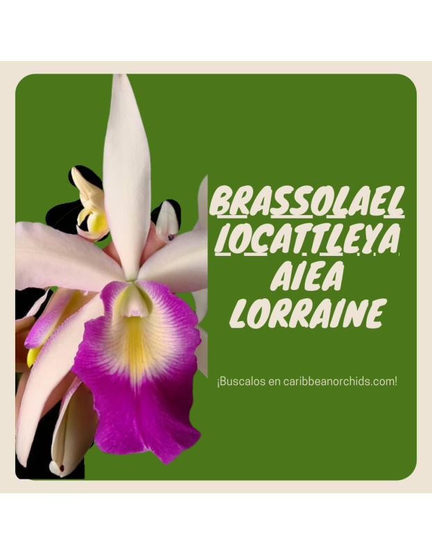 Cattleya Orchids for Sale | Discover Exquisite Blooms at Caribbean Orchids