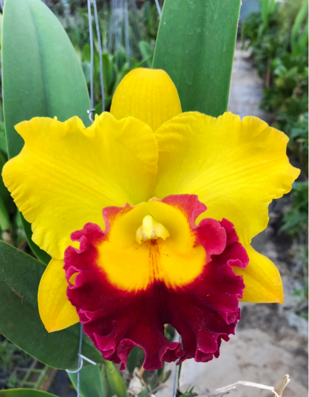 Cattleya Orchids for Sale | Discover Exquisite Blooms at Caribbean Orchids
