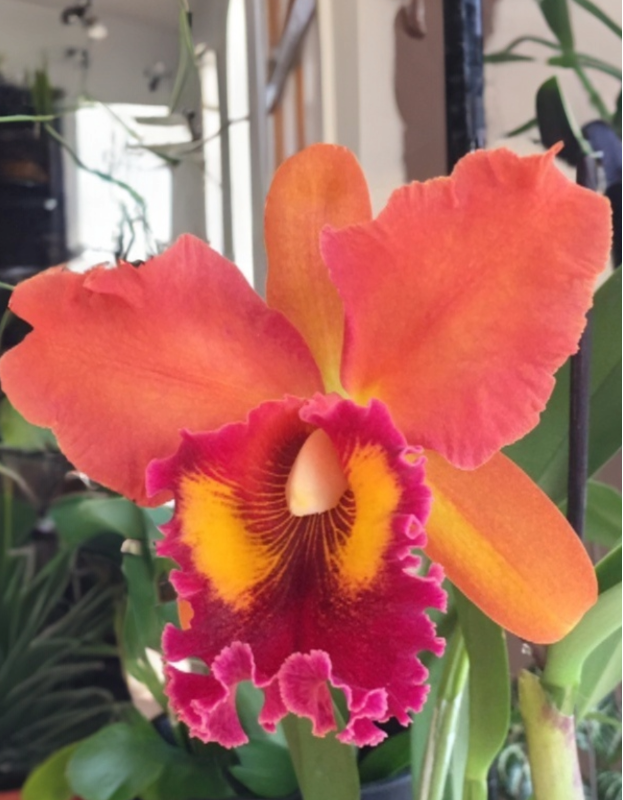Cattleya Orchids for Sale | Discover Exquisite Blooms at Caribbean Orchids