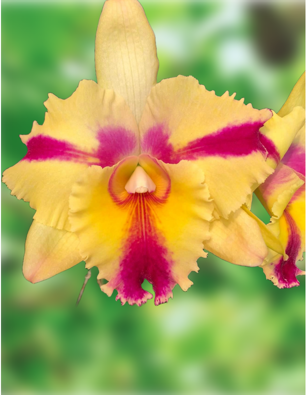 Cattleya Orchids for Sale | Discover Exquisite Blooms at Caribbean Orchids