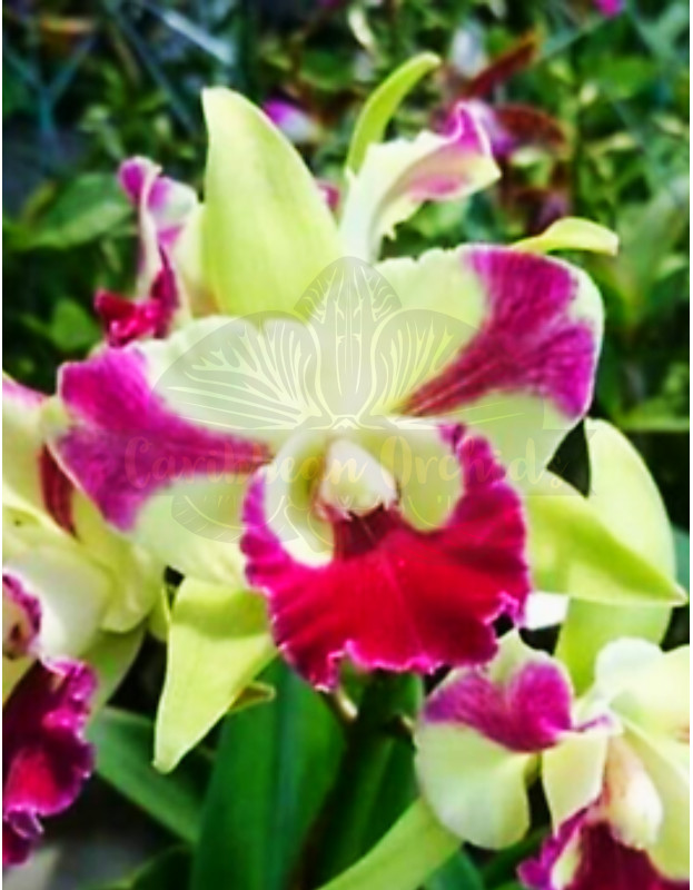 Cattleya Orchids for Sale | Discover Exquisite Blooms at Caribbean Orchids