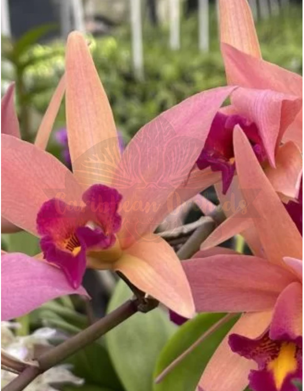 Cattleya Orchids for Sale | Discover Exquisite Blooms at Caribbean Orchids