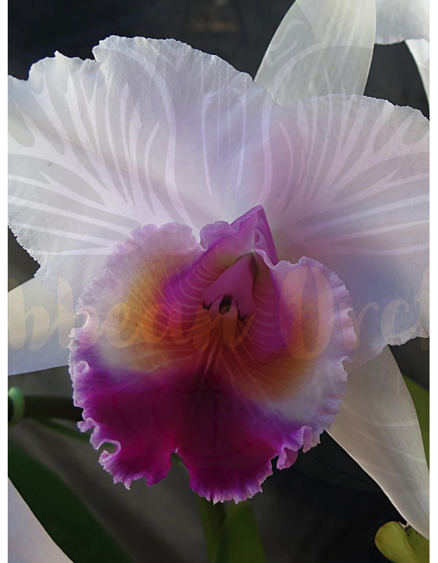 Cattleya Orchids for Sale | Discover Exquisite Blooms at Caribbean ...