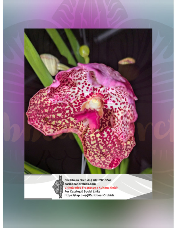 Bienvenidos a Caribbean Orchids